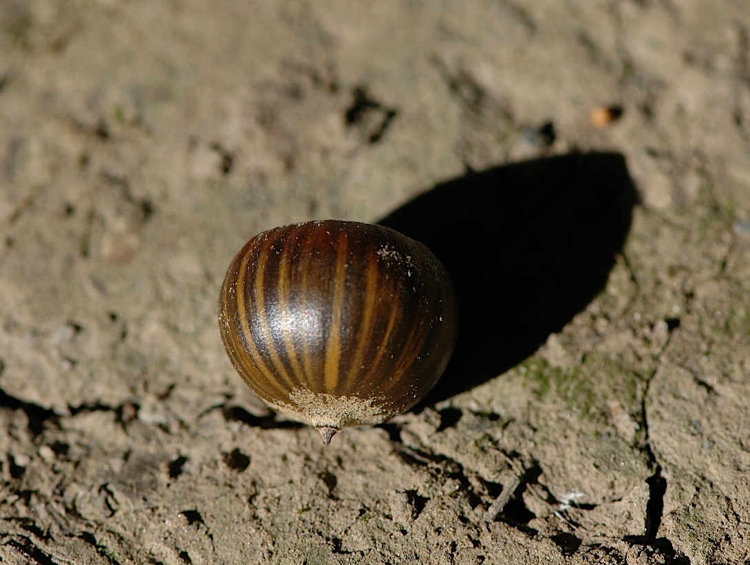 Field Biology in Southeastern Ohio: A Fall Fruit Free-For-All