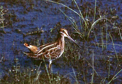 Field Biology in Southeastern Ohio: Shorebirds Part 2