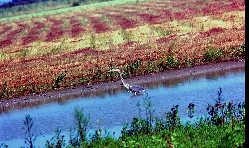 Field Biology in Southeastern Ohio: Water Birds and Waders