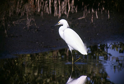 Field Biology in Southeastern Ohio: Water Birds and Waders