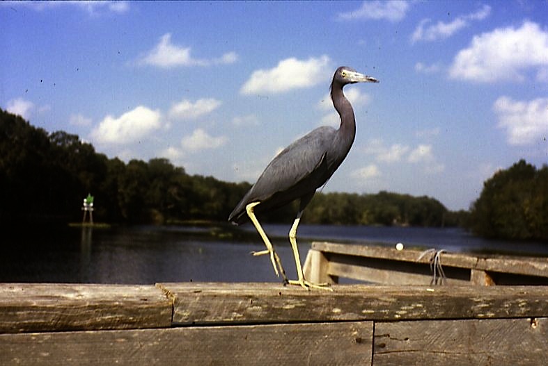 Field Biology in Southeastern Ohio: Water Birds and Waders