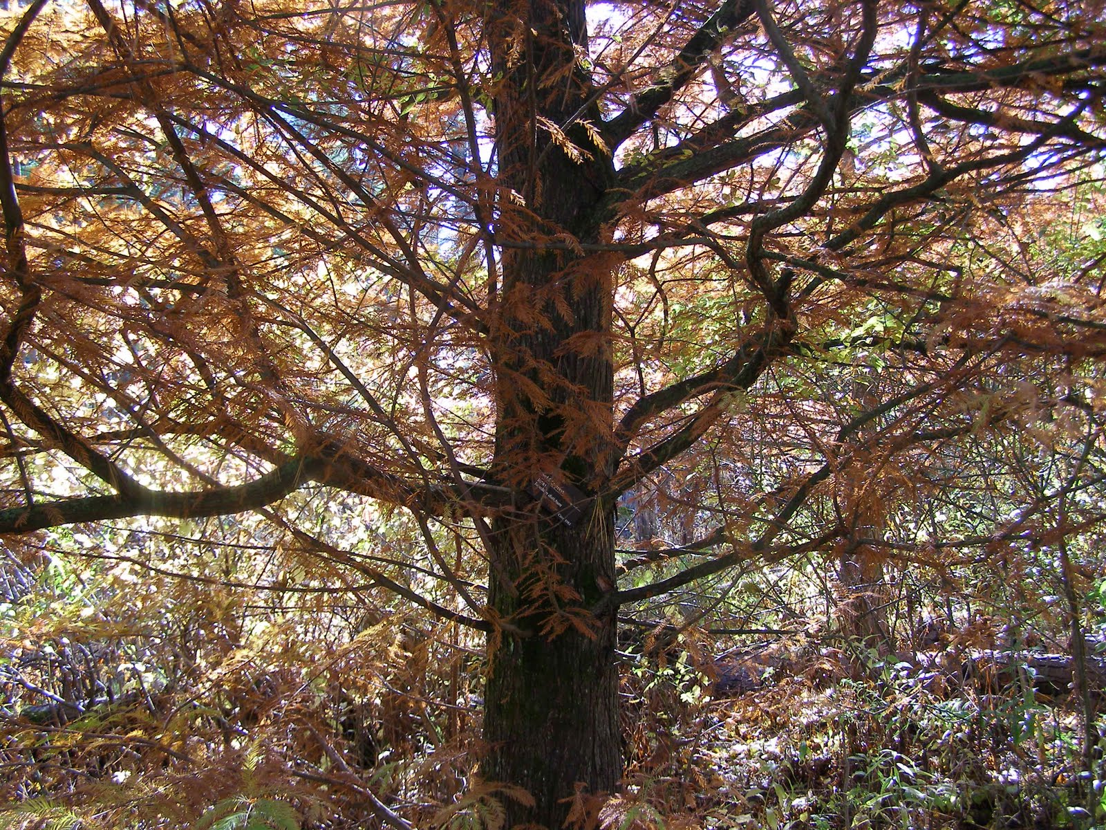 PINE HOLLOW ARBORETUM: BALD CYPRESS