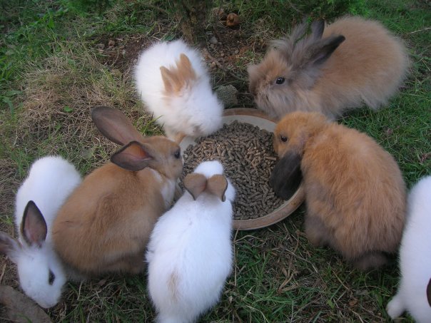 myblog2u: Info tentang arnab untuk dikongsi bersama.