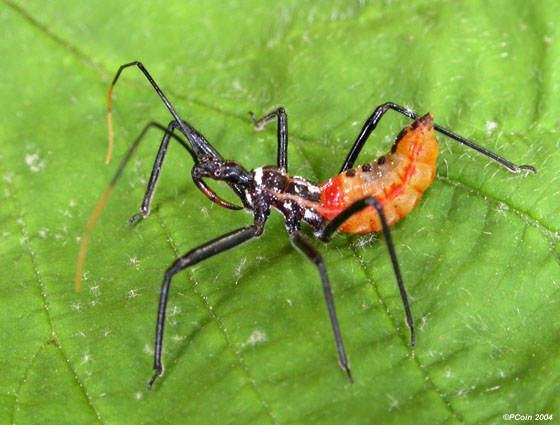 Springfield Plateau: Assassin Bug Larva
