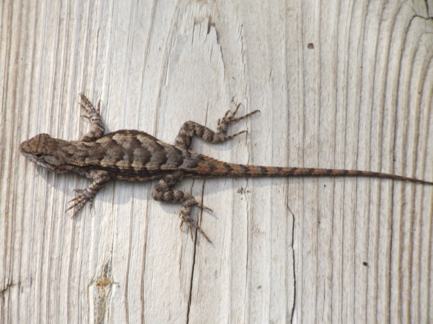 Springfield Plateau: Lizard Lessons