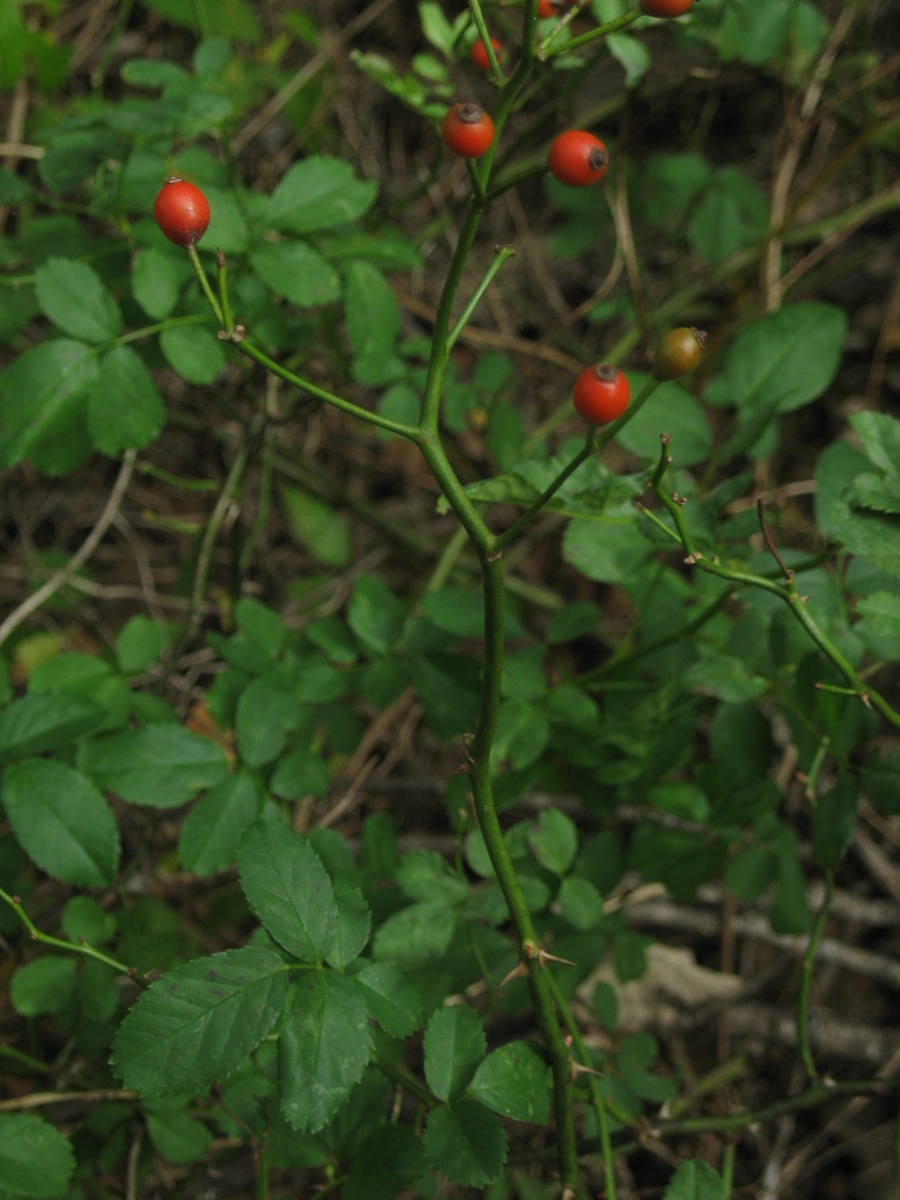 Springfield Plateau: Fruits of Fall- Part II