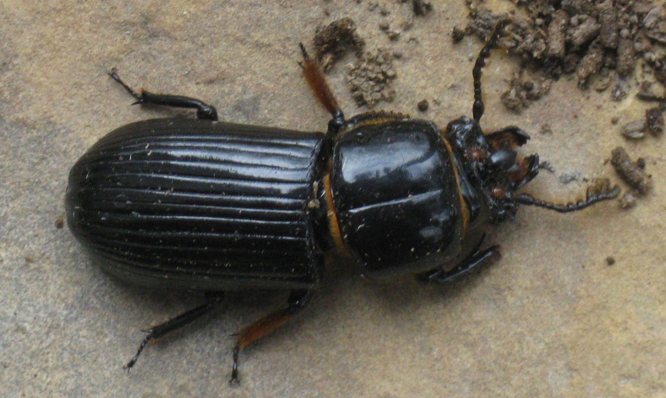 Springfield Plateau: Mite-y Bess Beetles