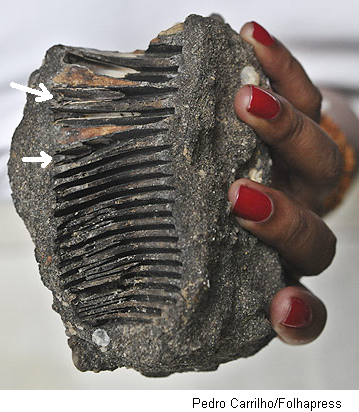 Gene Repórter: Elefante fóssil amazônico?