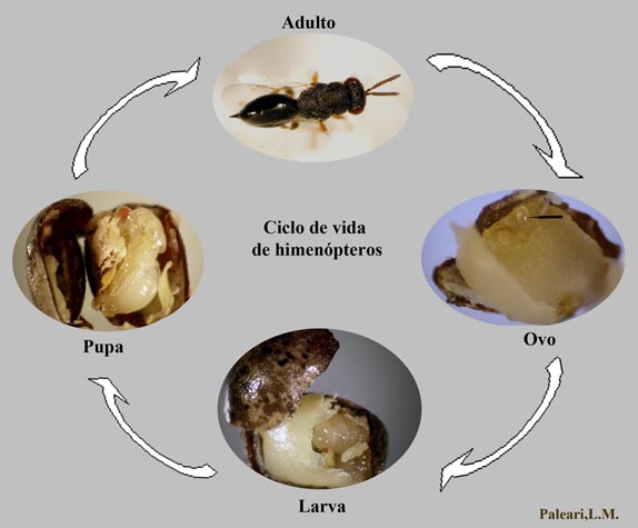 Hábitos alimentares e ciclo de vida de insetos visitantes de Croton ...