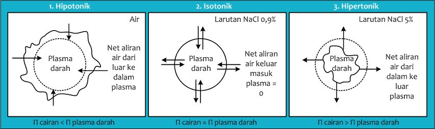Rumah Kimia: PERBEDAAN SIFAT LARUTAN HIPOTONIK, ISOTONIK, DAN HIPERTONIK