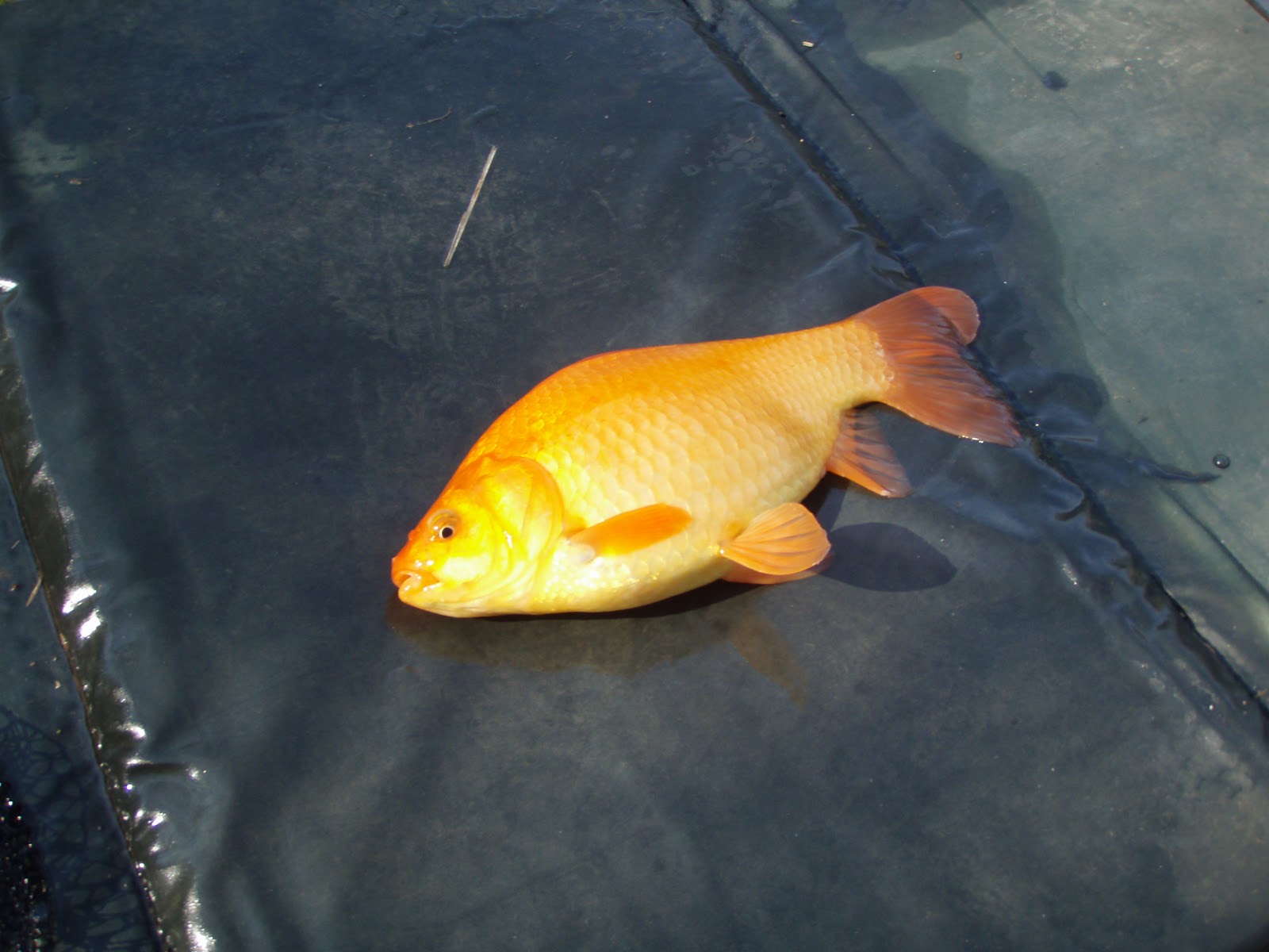 The Rivers Flow: Crucian Carp Fishing 2010