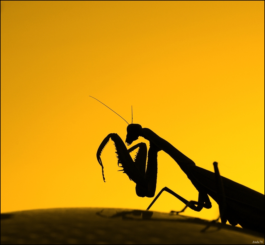 Mantis religiosa(Calugarita)