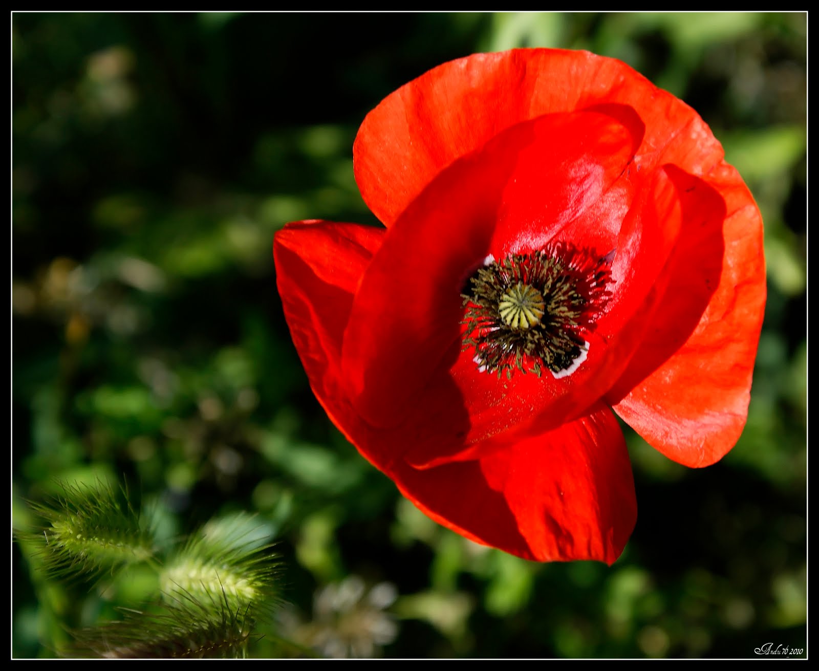 Floare de Mac...(Papaver nudicaule,Poppy)