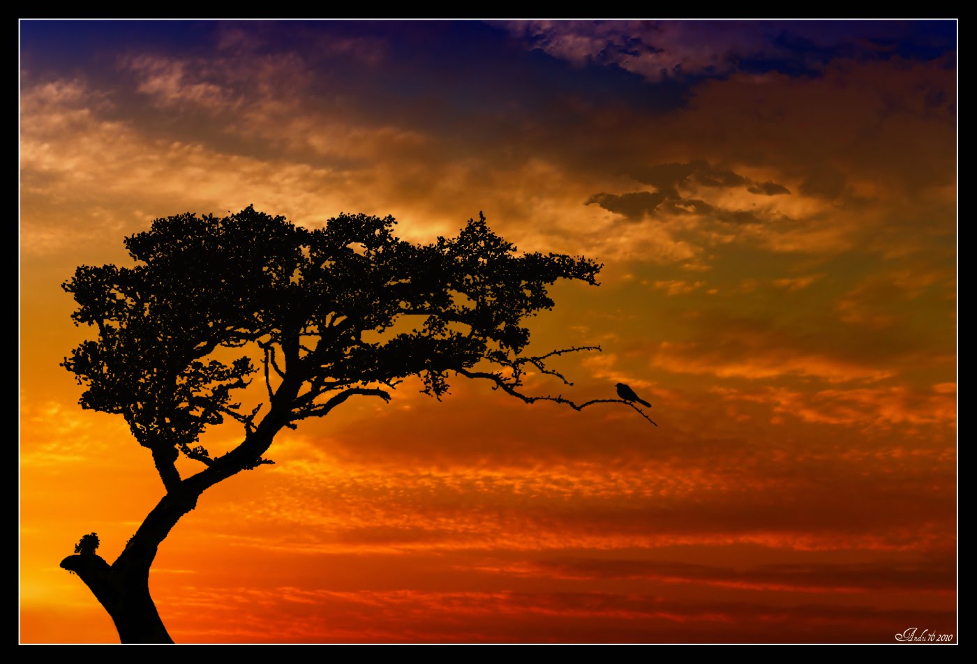 Apus African...(African Sunset)