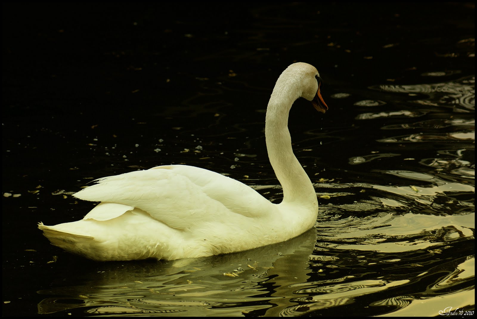Lebada alba.Cygnus.White Swan.Cisne blanco.