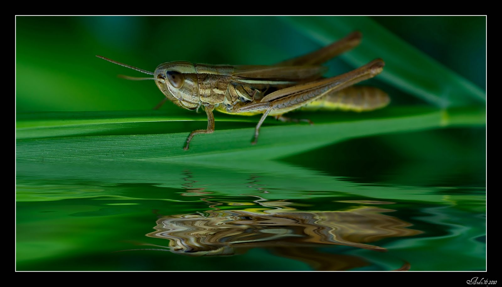 Lacusta calatoare.orthoptera.