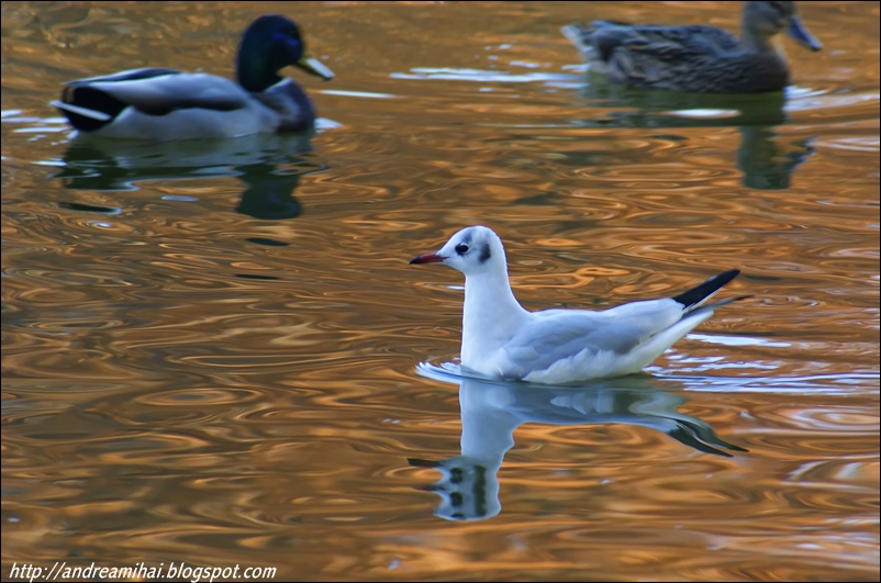 Pescarusi.Parc IOR.Bucuresti.Seagulls.Gaviotas.