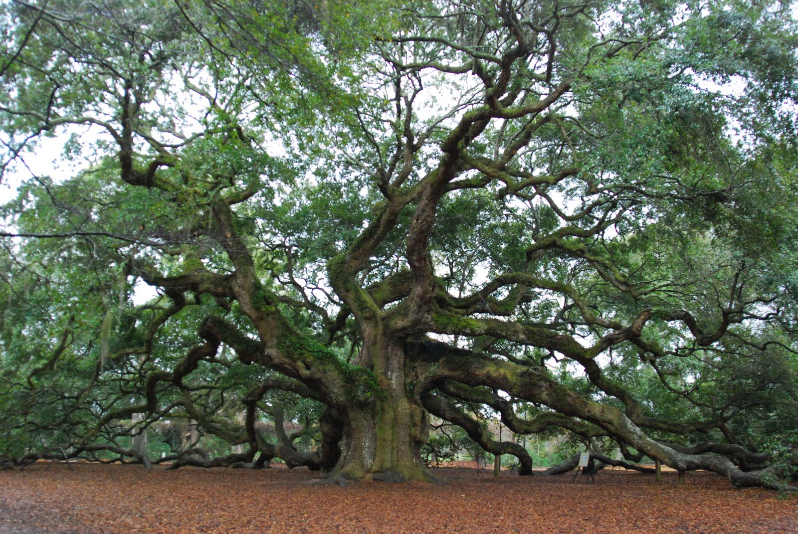 dsh photos: Angel Oak Tree