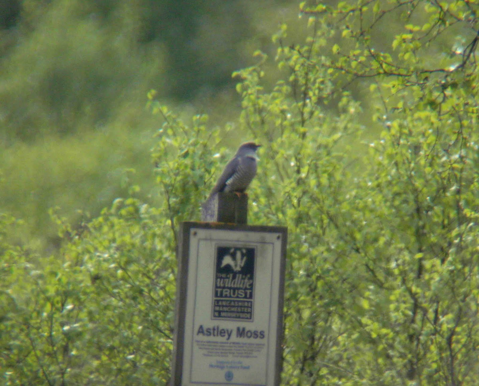 GeekTeacher's Birding Scrapbook: Rindle Road and Astley Moss