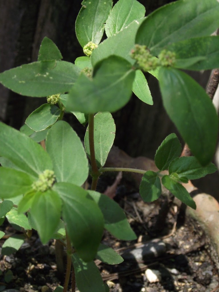 LaRuY LaRuY SiNtA: evERyONe Smiles to the wOnDers of Tawa tAWa