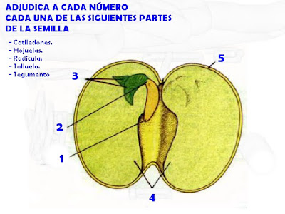 Impresiones: Partes de la Semilla. Ejercicio