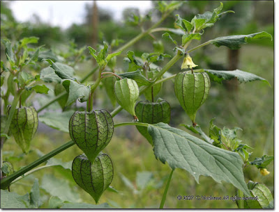 My Life_My Adventure_My Dreams: Khasiat Buah Ceplukan (Physalis angulata)