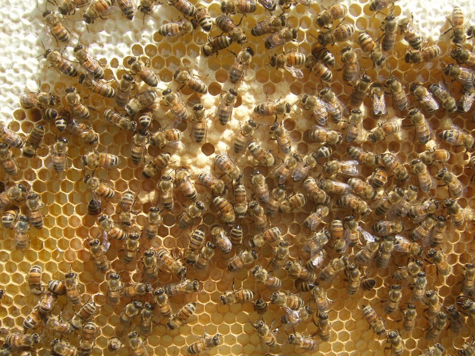 Bee-Magic Chronicles for Kids: The Nurse Bee