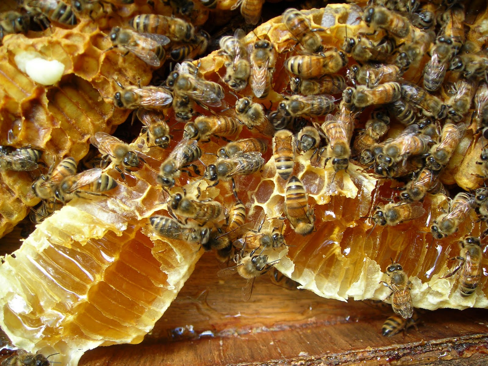 Bee-Magic Chronicles for Kids: HONEY