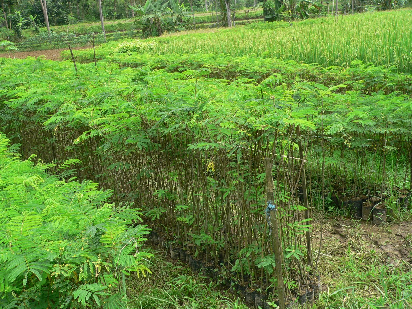 Salahsatu keunggulan tanaman albasia: