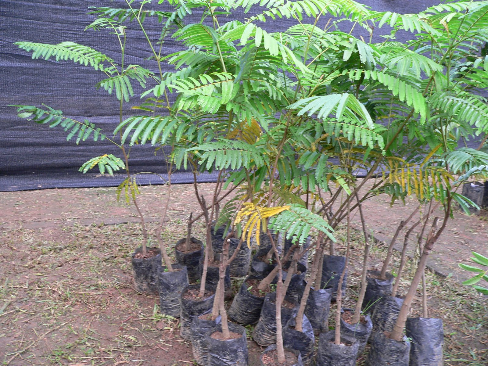 pohon petai menahun tinggi dapat mencapai 20m dan kurang bercabang ...