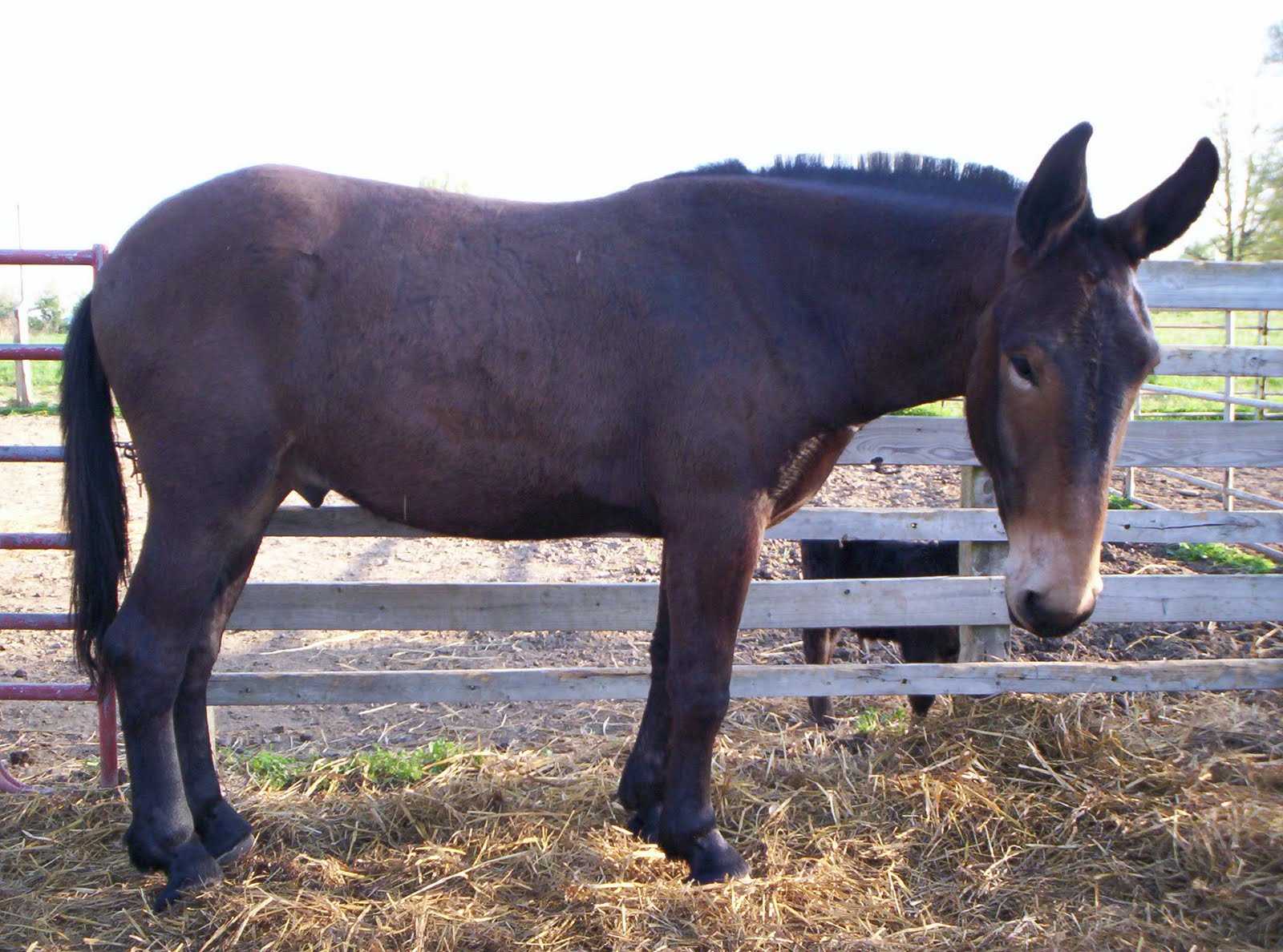 Horse Filled Days: National Mule Day....