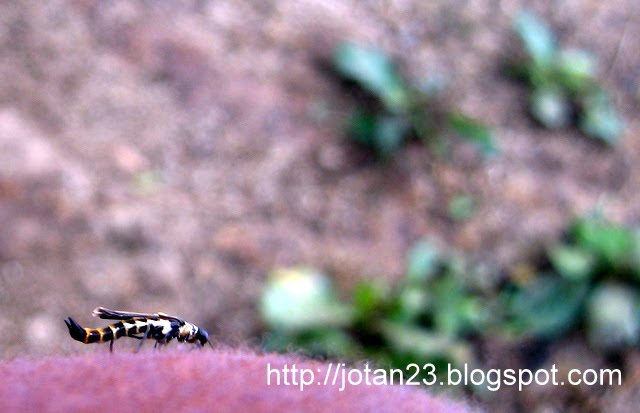 JOTAN23: Climbing Pico De Loro