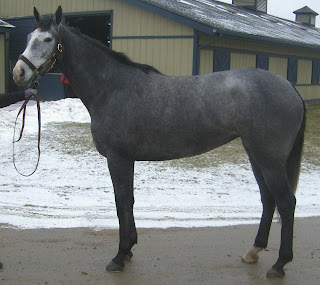 Here's the Deal: Pocket Aces Fillies Training Well, Dixie's Hope on ...