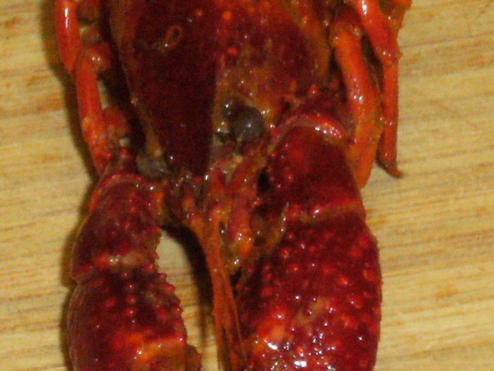 Teaching the Crew: A Crustacean Dissection