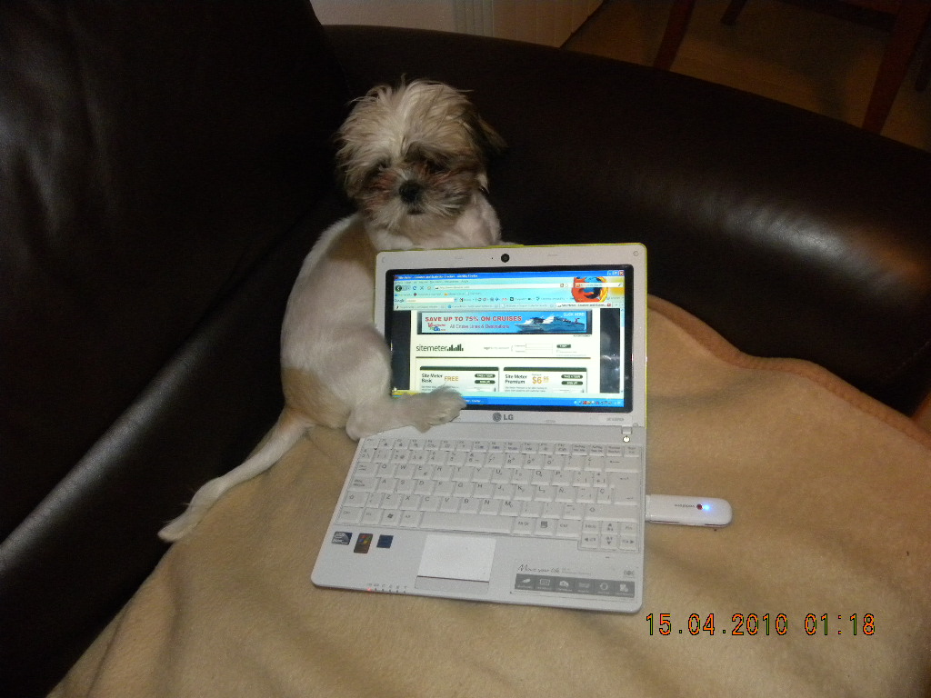 Catelusul Puf | Cel mai frumos catel