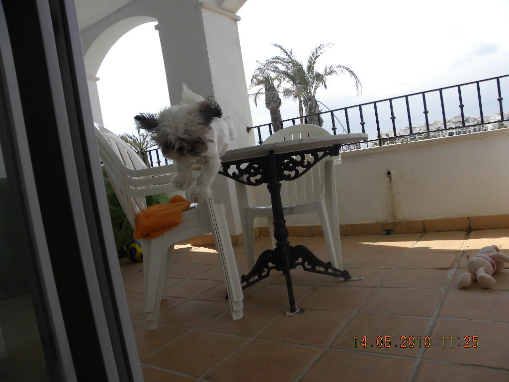 Catelusul Puf | Cel mai frumos catel