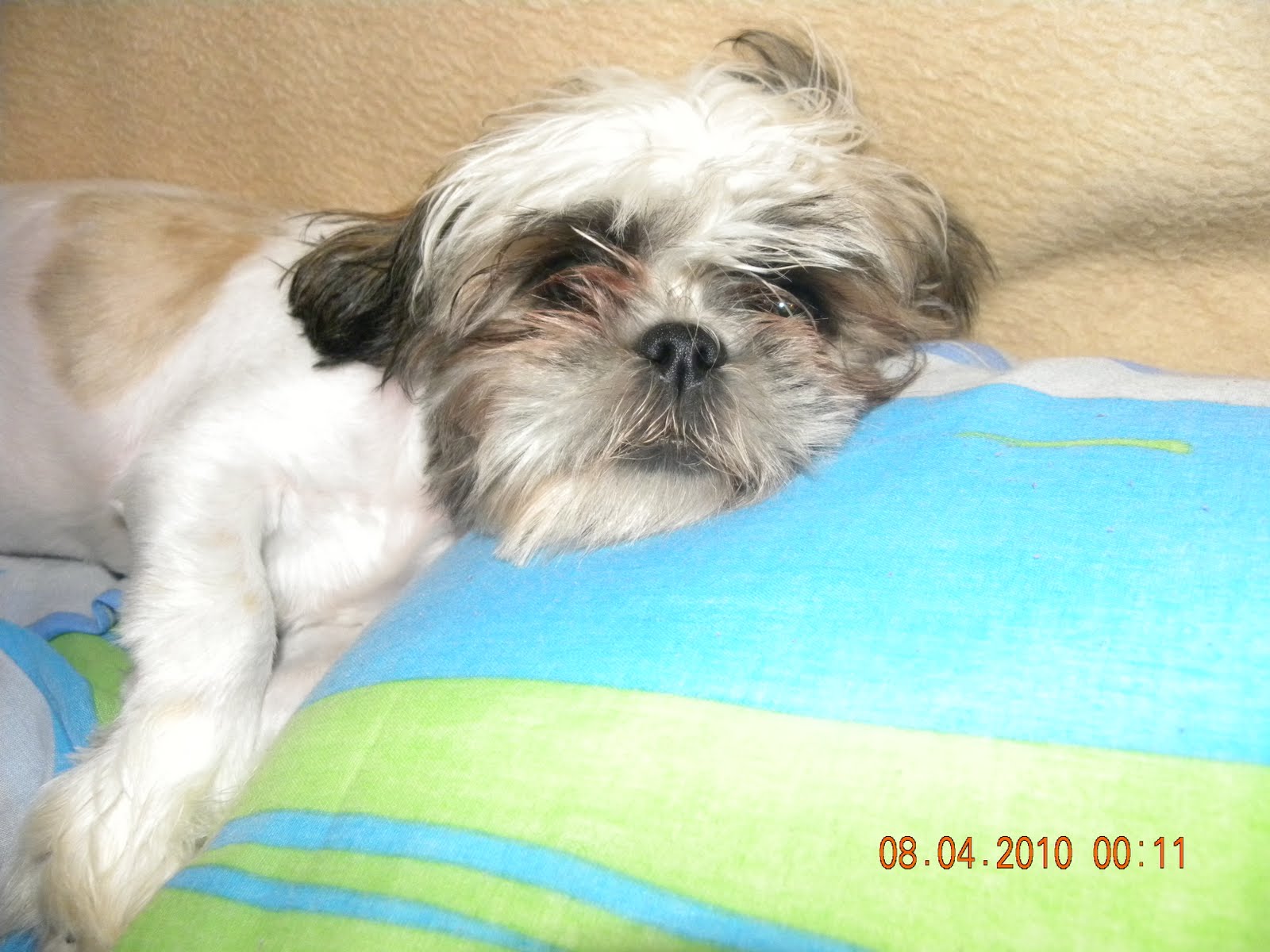 Catelusul Puf | Cel mai frumos catel