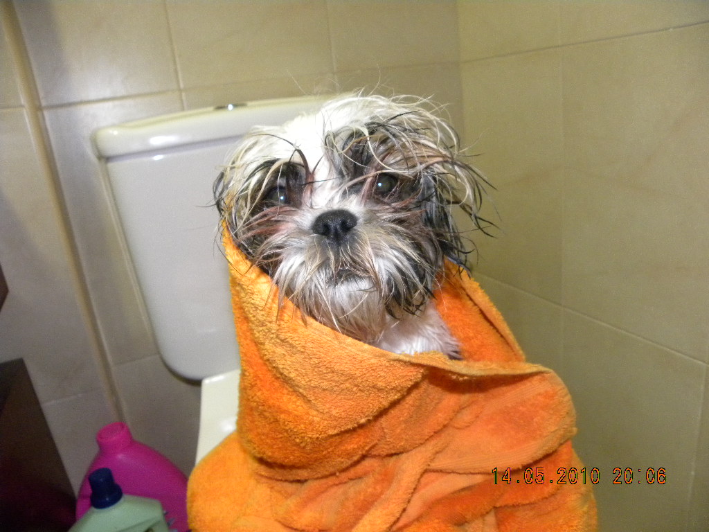 E cel mai dragut catel spalat si coafat | Catelusul Puf | Cel mai ...