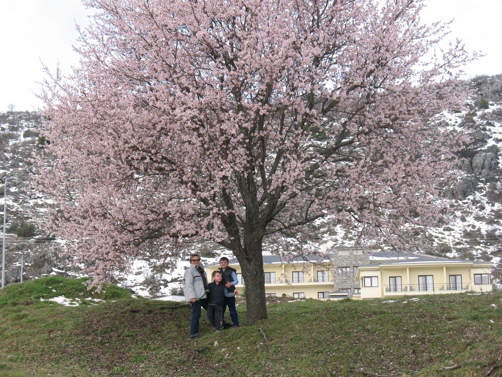 Jurnal de gradina: Migdal in floare