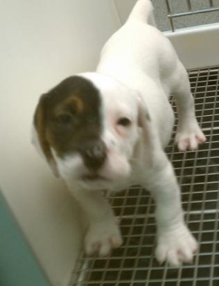 Life's the Pits... Bulls that is: Beabull - Beagle Bulldog Mix