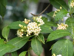 Plants in Palembang (South Sumatera): Tembesu (Fagraea fragrans Roxb)
