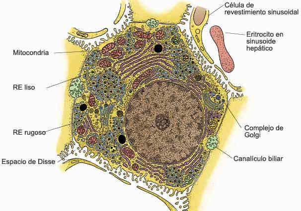 Hepatocitos; Células Hepáticas; Células del Hígado