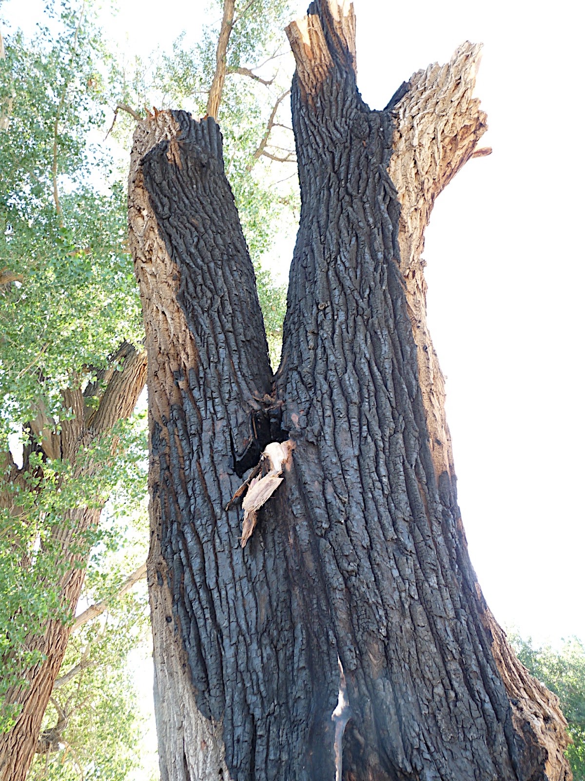 Here's to all about Fruita.: More on tree burning at Fruita City Park ...