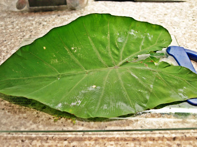 Purva's Daawat: Patra ~ Alu Wadi ~ Taro Leaves Pinwheels