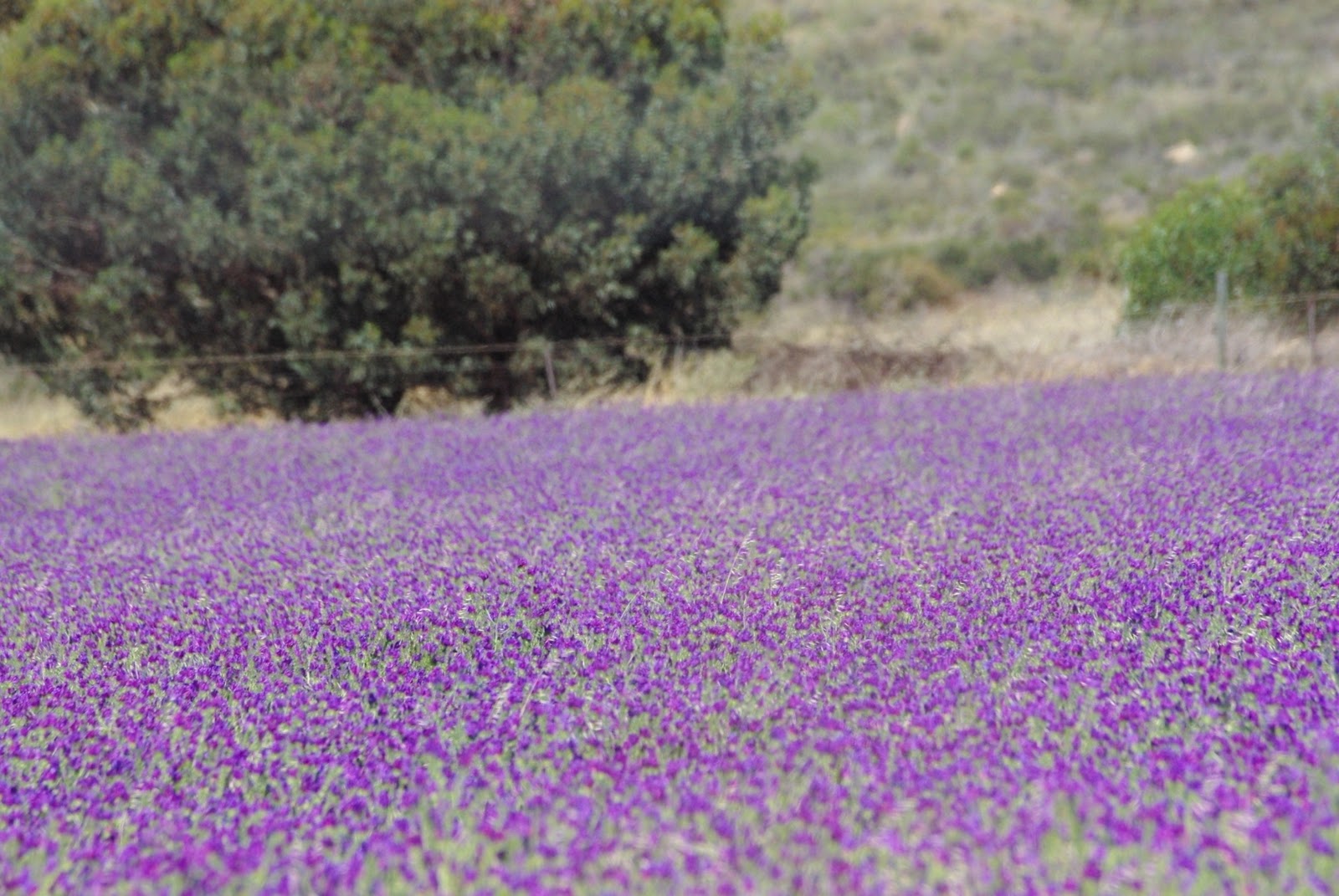 Me & Si Adventures: Spring Flowers in Western Australia