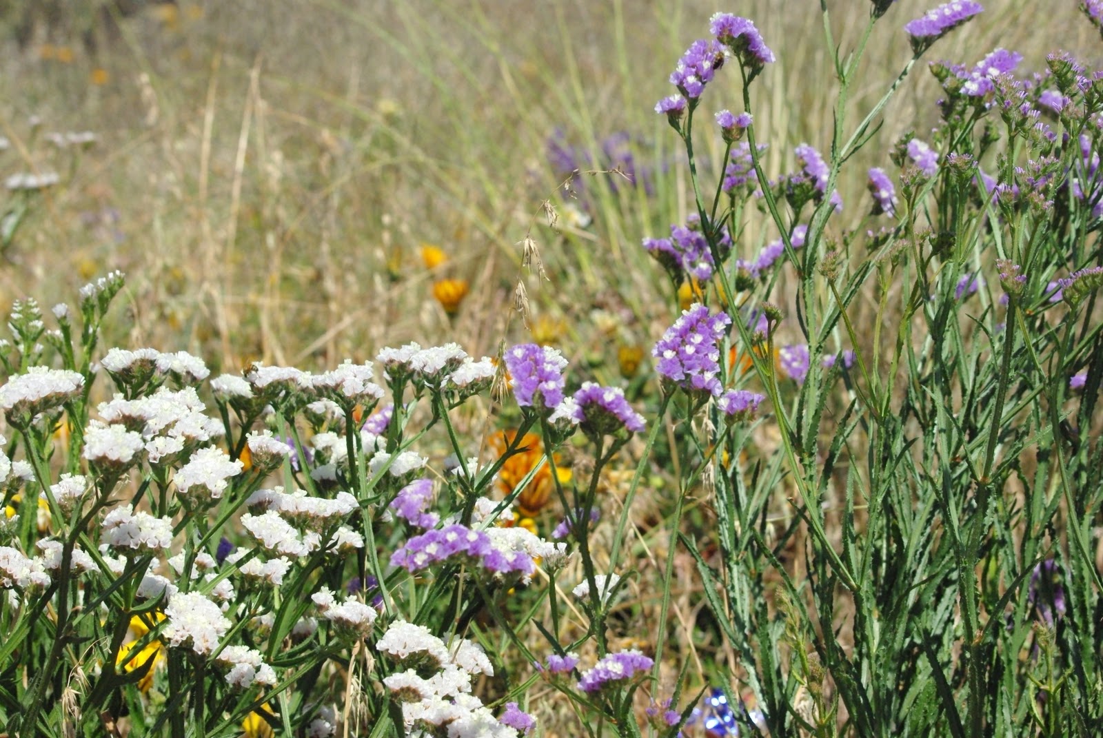 Me & Si Adventures: Spring Flowers in Western Australia