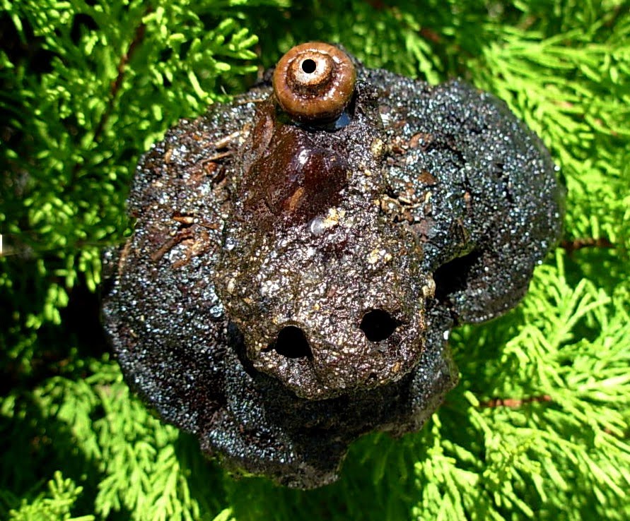 Madeira viva: Ciclope 7 - Bebé / Ciclope 8 - Porco (2009) Cyclops 7 ...