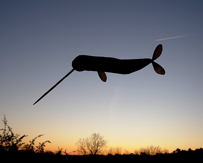 Madeira viva: Narval (2010) Narwhal