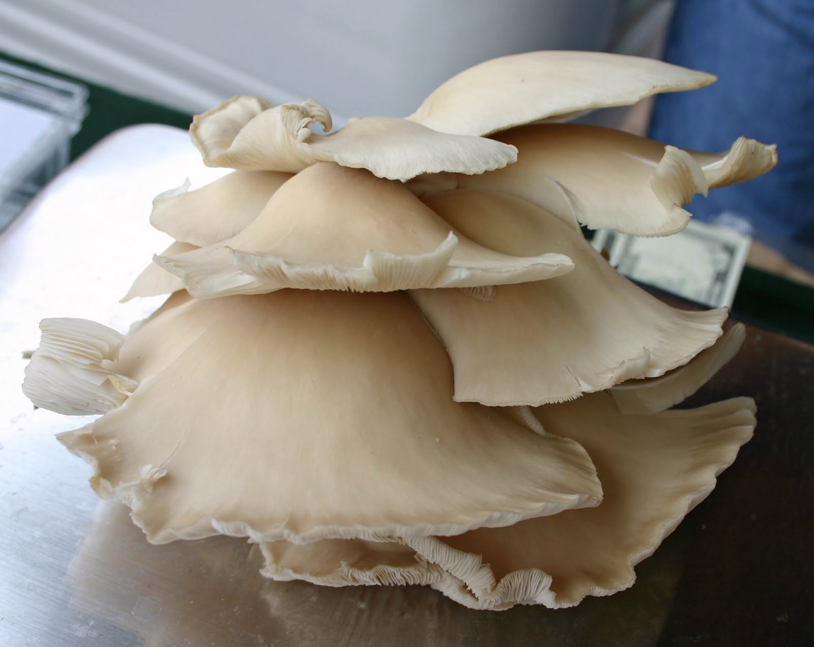 A FARMERS MARKET JOURNEY: A COLUMN OF MUSHROOMS