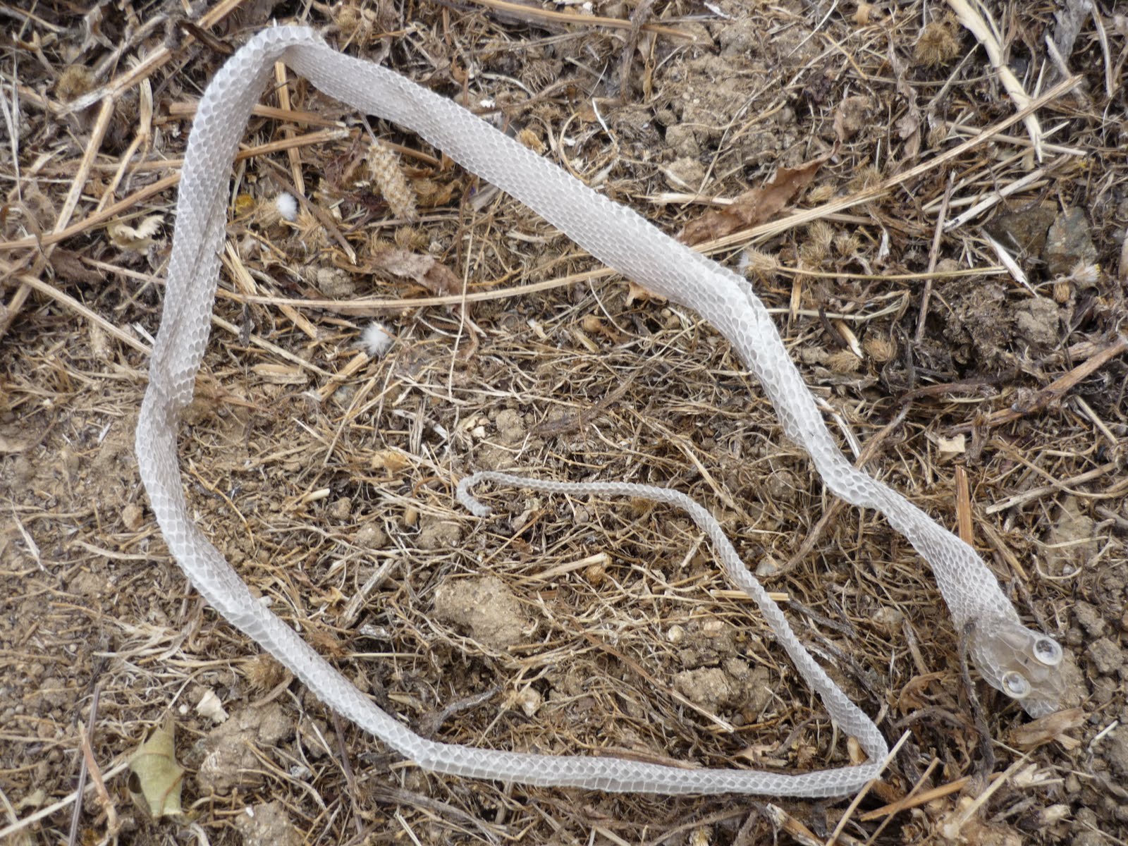 El temps a Palamós: Pell de serp